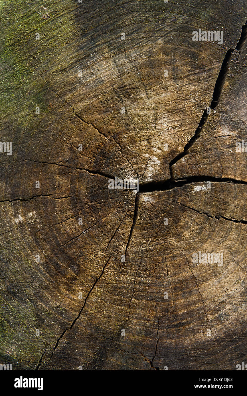 Close up view of moss and fungus for background texture. The surface of ...