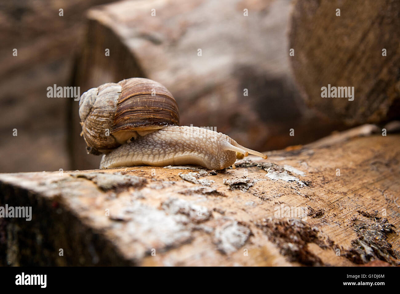 Burgundy snail (Helix pomatia, Roman snail, edible snail, escargot ...