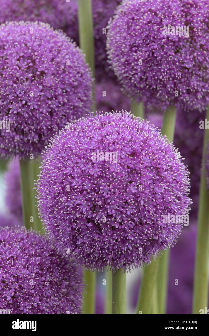 Allium alliums hi-res stock photography and images - Alamy