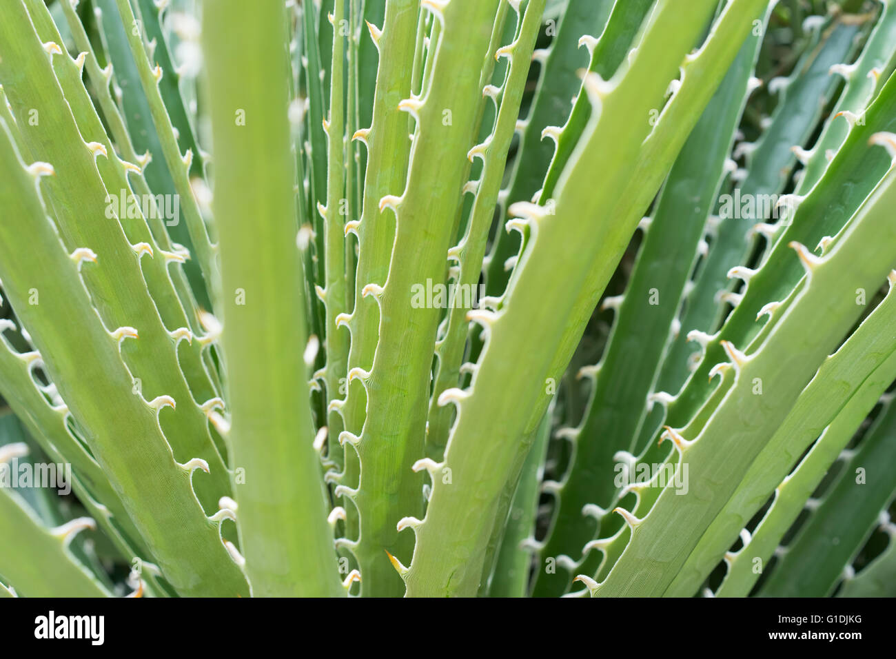 Sub tropical plant hi-res stock photography and images - Alamy