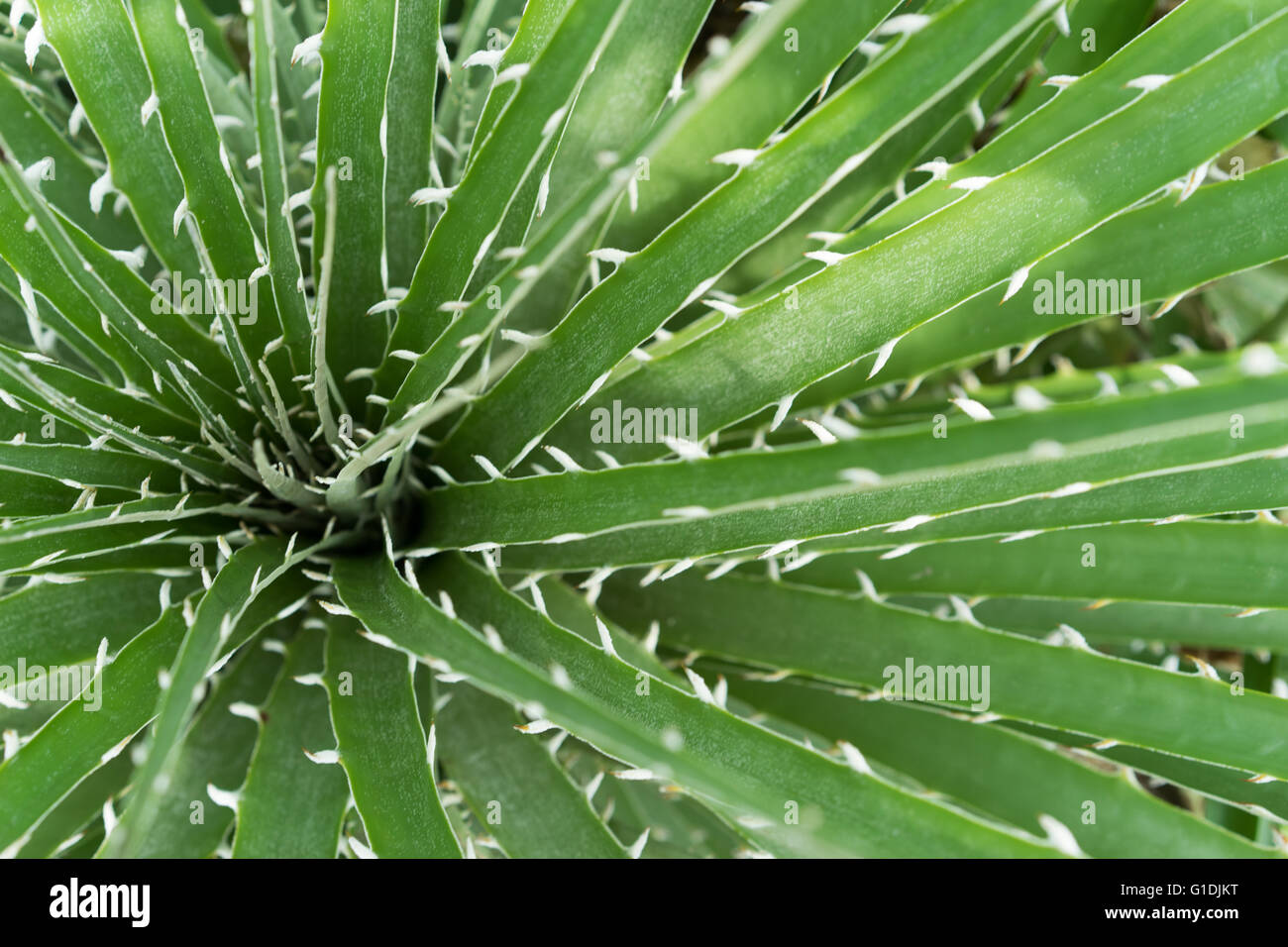 sub tropical plant Stock Photo - Alamy