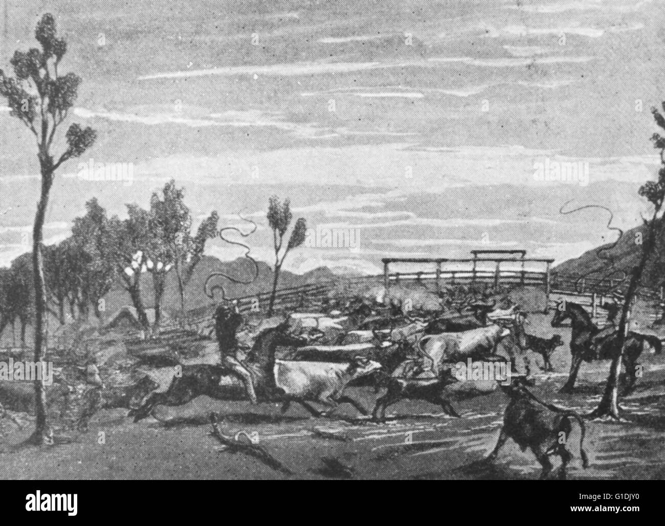 New south wales cattle station hi-res stock photography and images - Alamy