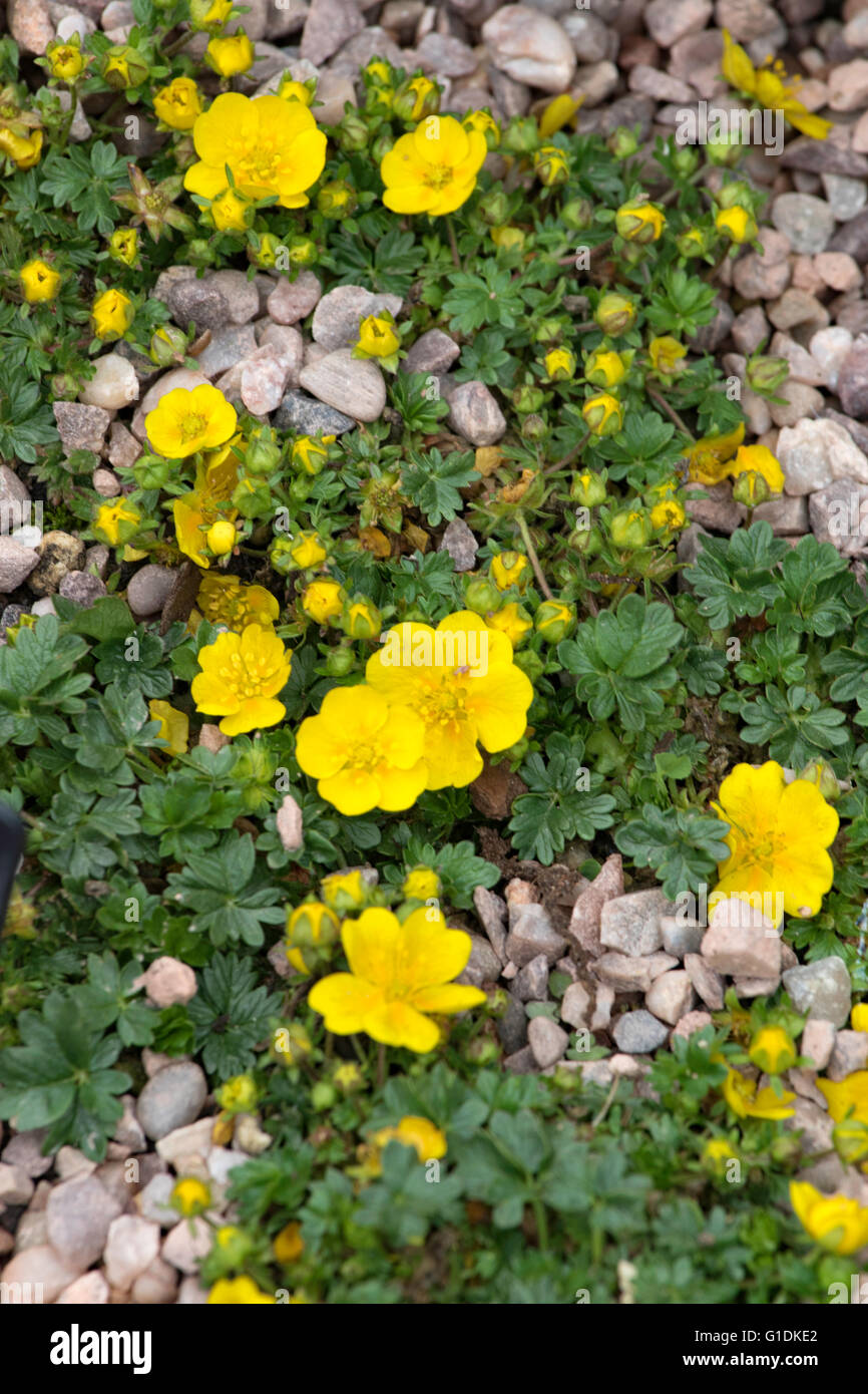 Potentilla neumanniana "Nana Stock Photo - Alamy