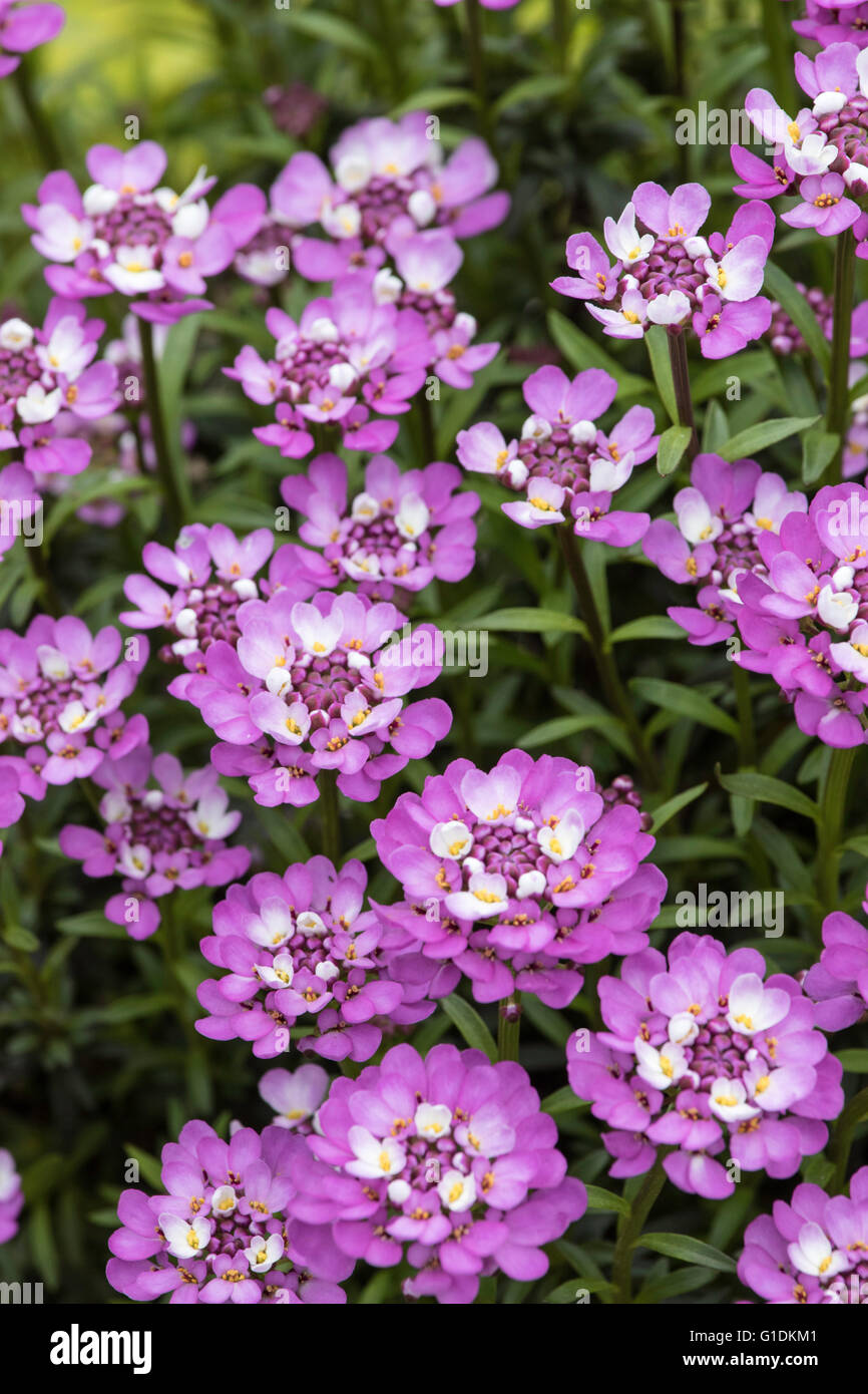 Iberis "Absolutely Amethyst Stock Photo - Alamy