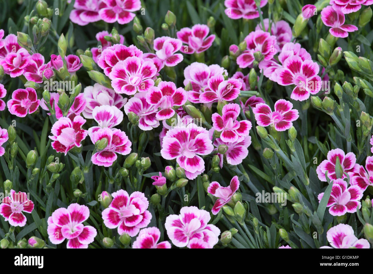 Dianthus "Pink Kisses Stock Photo - Alamy