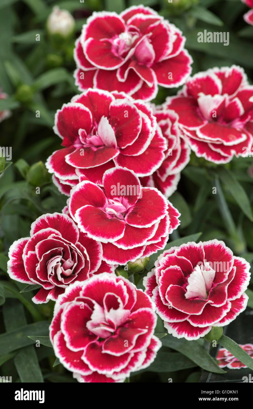 Sofia flowers hi-res stock photography and images - Alamy