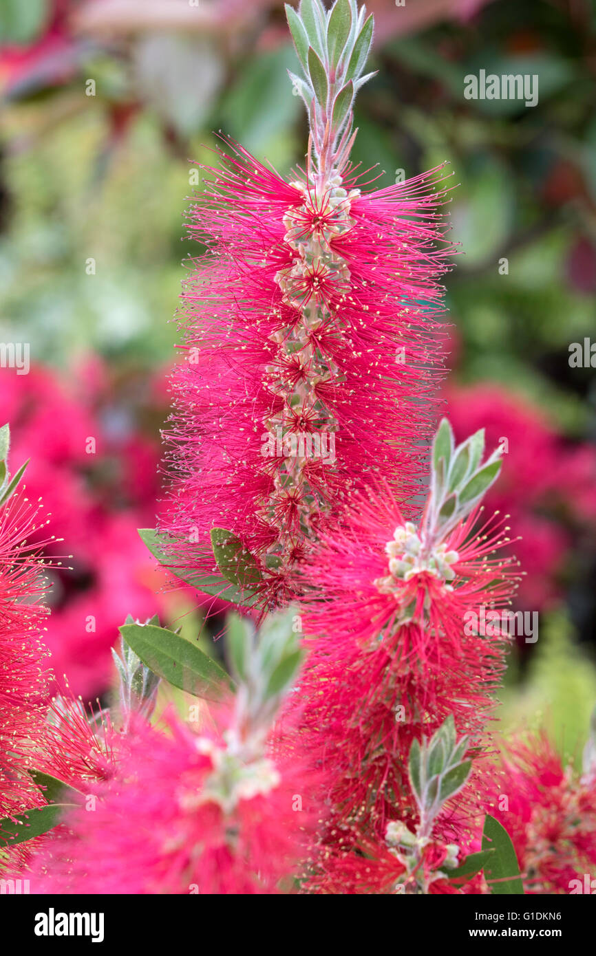 Bottlebrush Plant (Callistemon citrinus Stock Photo - Alamy