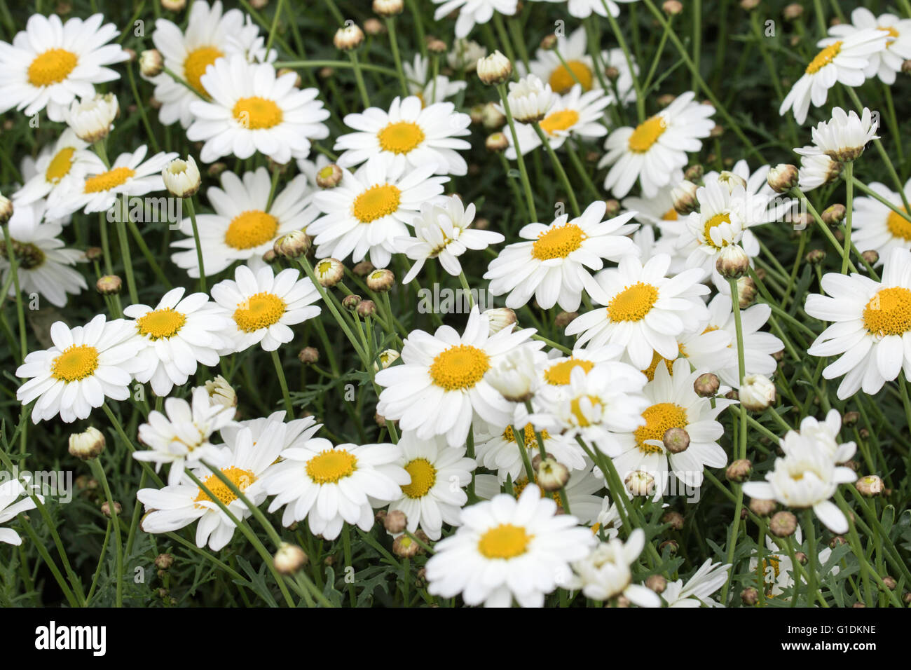 Margarites hi-res stock photography and images - Alamy