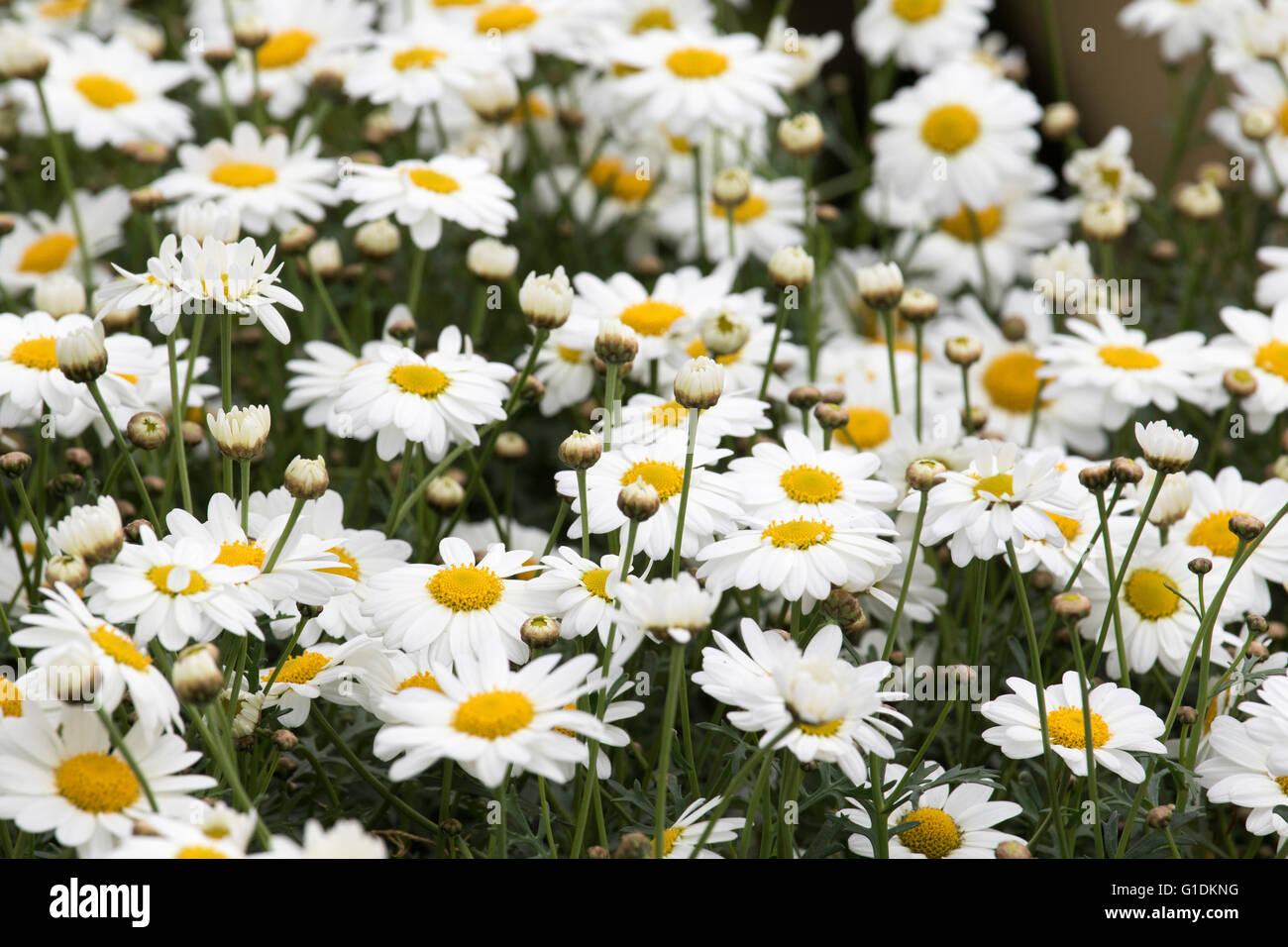 White margarites hi-res stock photography and images - Alamy