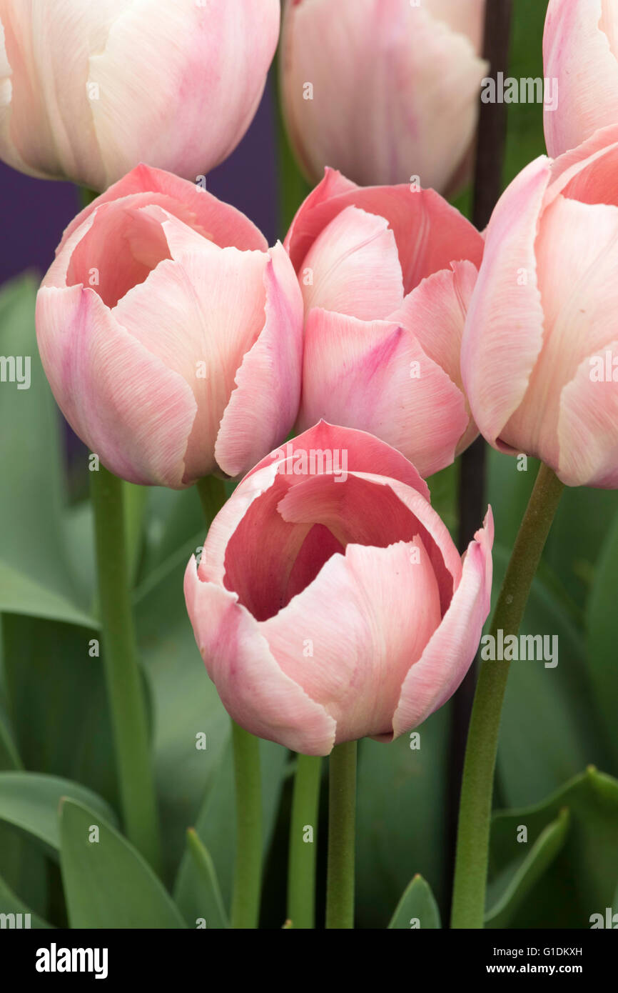 Salmon van eljk hi-res stock photography and images - Alamy