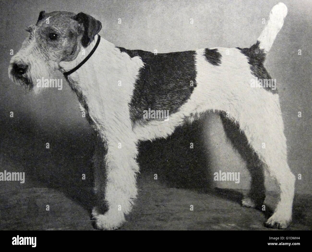 20th century dog breeds hi-res stock photography and images - Alamy