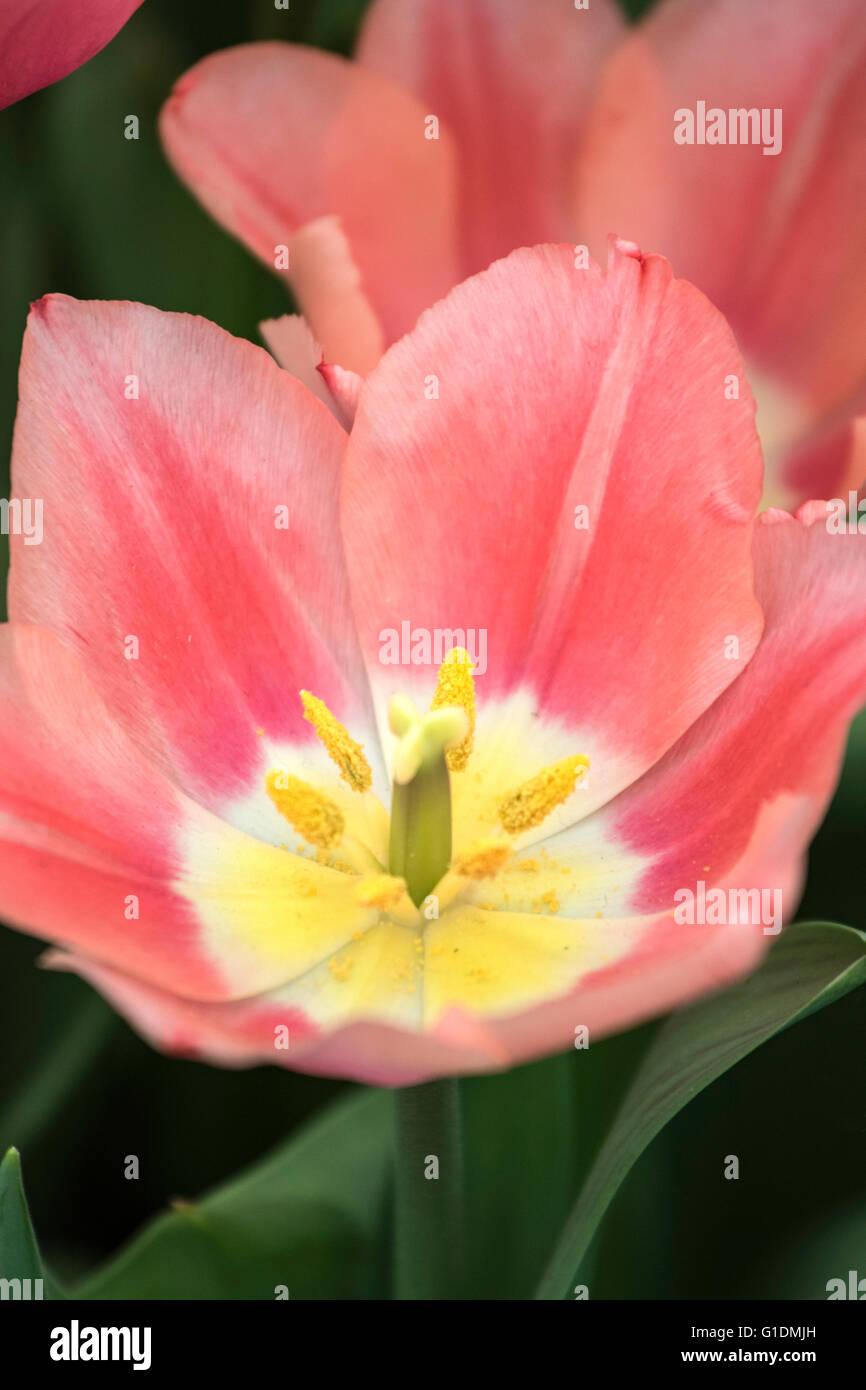 Tilip hi-res stock photography and images - Alamy