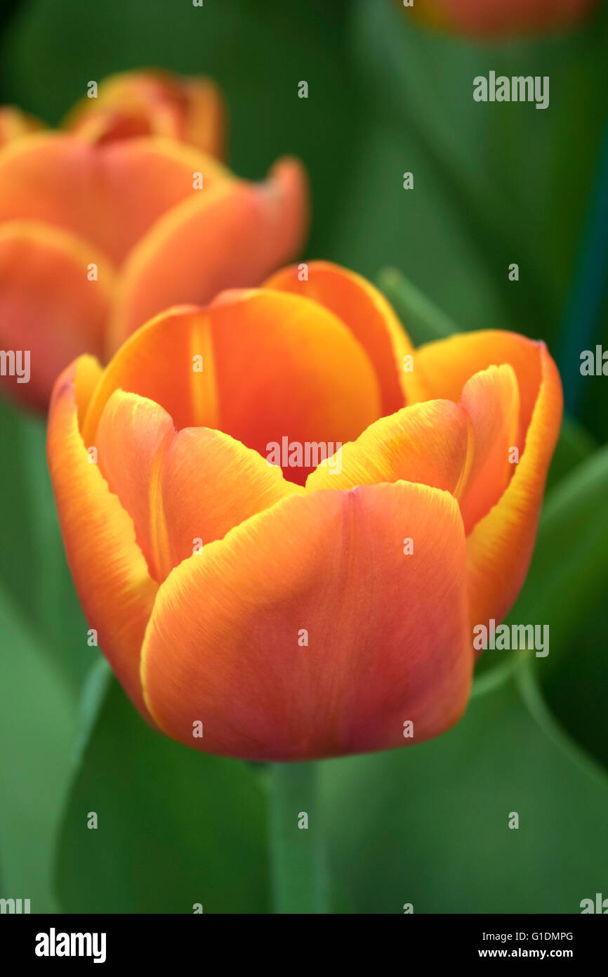 Triple a hi-res stock photography and images - Alamy