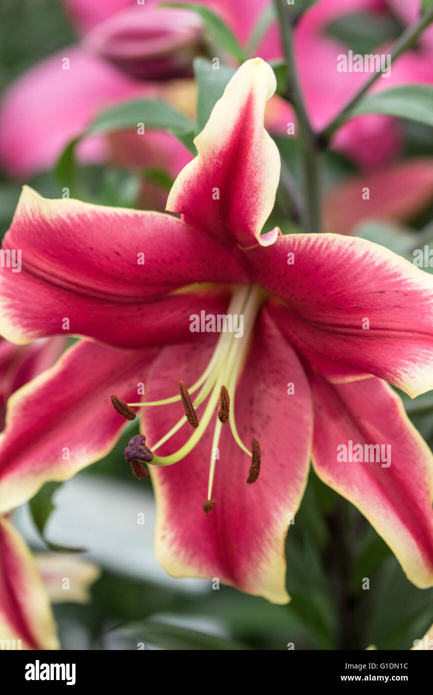 African lady hi-res stock photography and images - Alamy