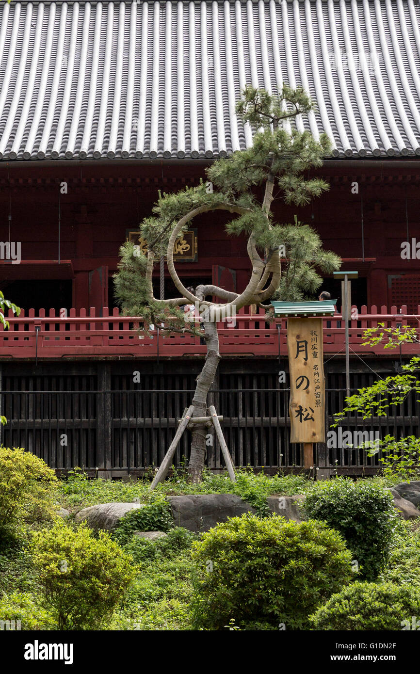 Tree, Kiyomizu Kannon Temple (Ueno Park), Taito City, Tokyo, Japan Stock Photo - Alamy