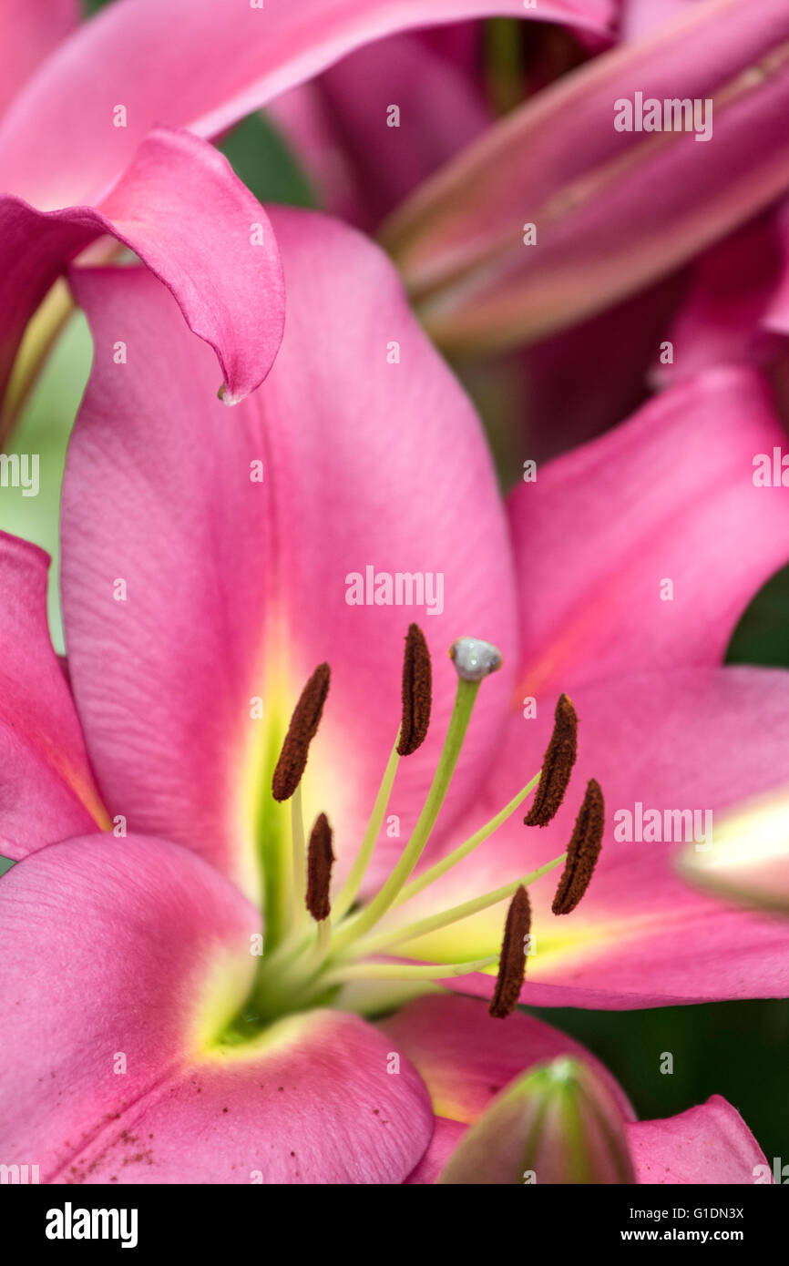 Lily competition hi-res stock photography and images - Alamy