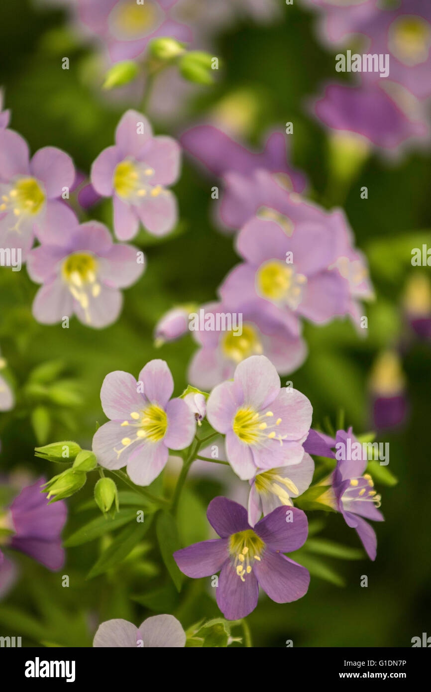 Lambrook hi-res stock photography and images - Alamy