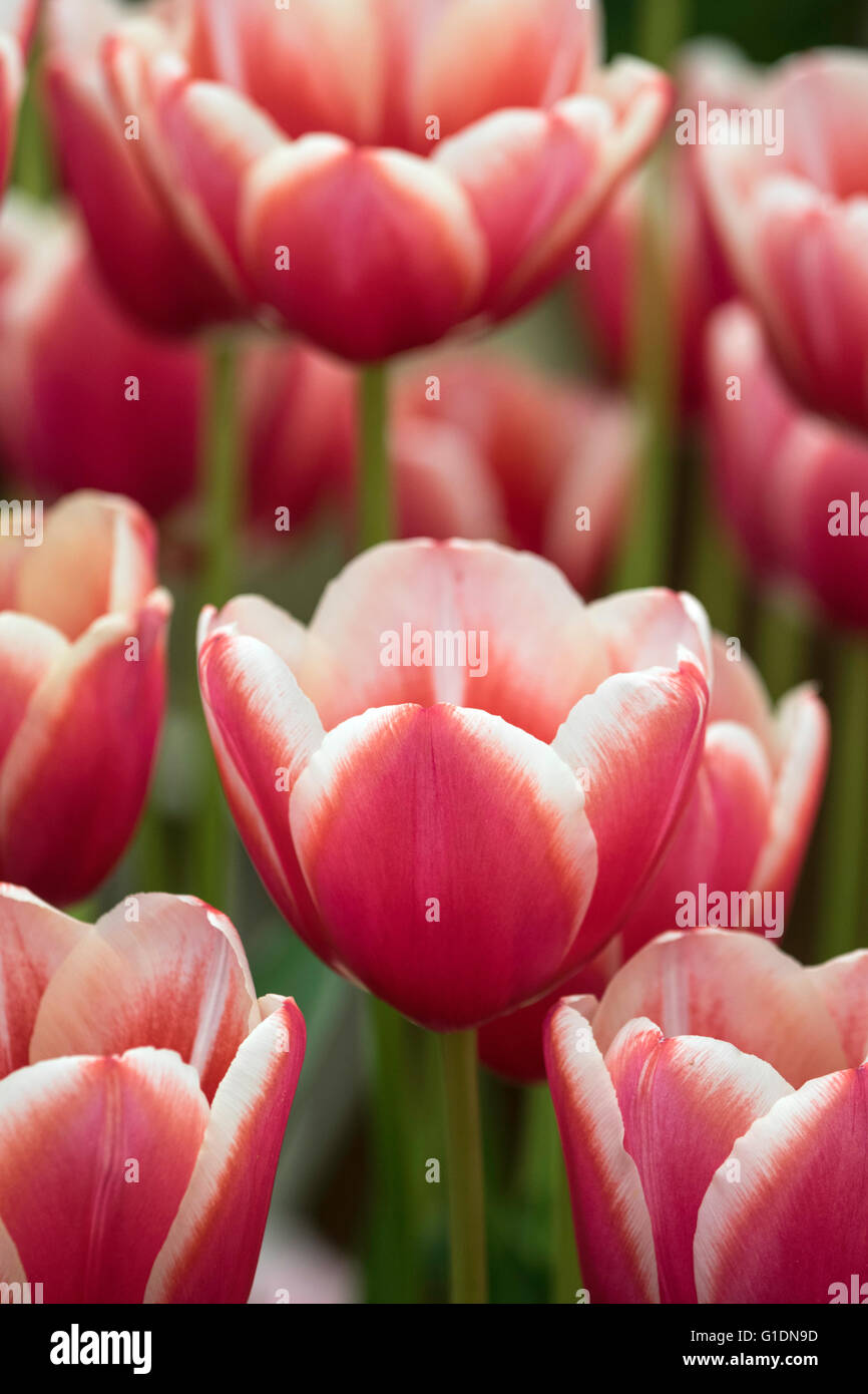 Toyota flower hi-res stock photography and images - Alamy