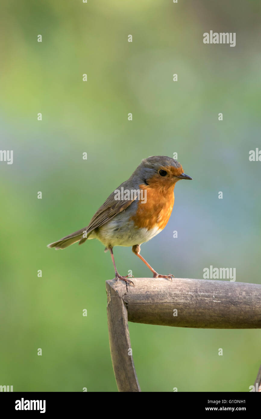 British garden birds hi-res stock photography and images - Alamy