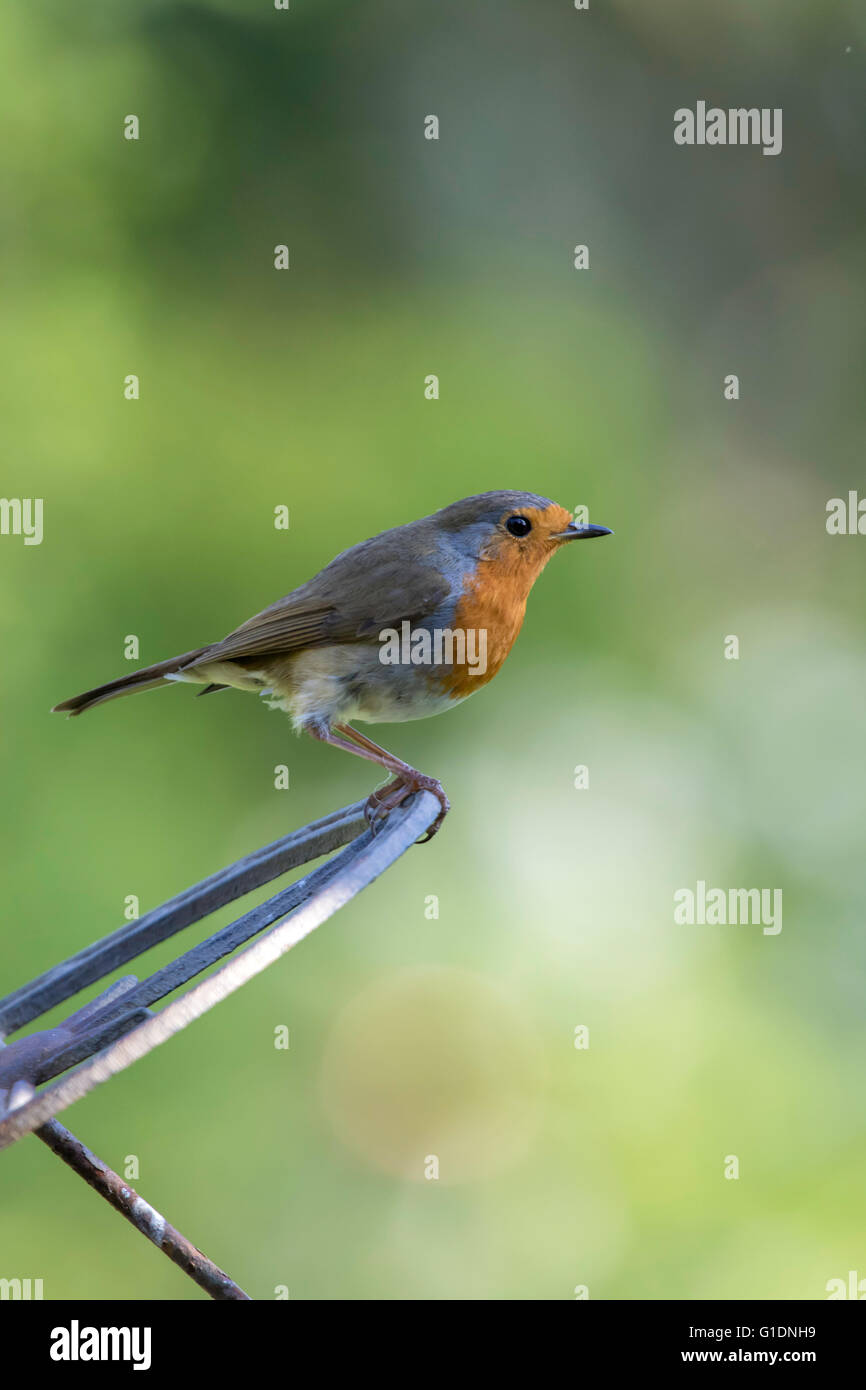 Robin in uk garden hi-res stock photography and images - Alamy