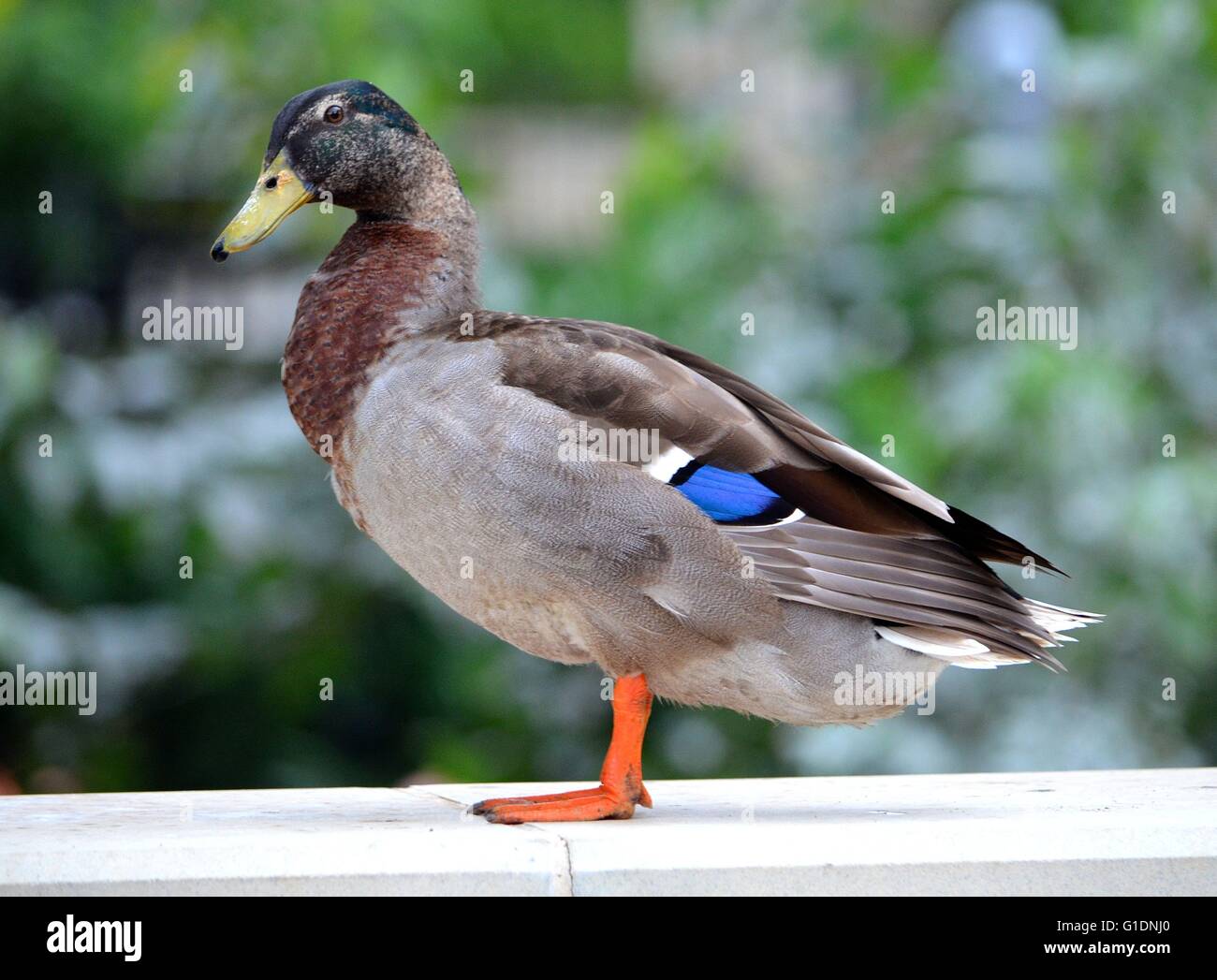 Mallard duck bird hi-res stock photography and images - Alamy