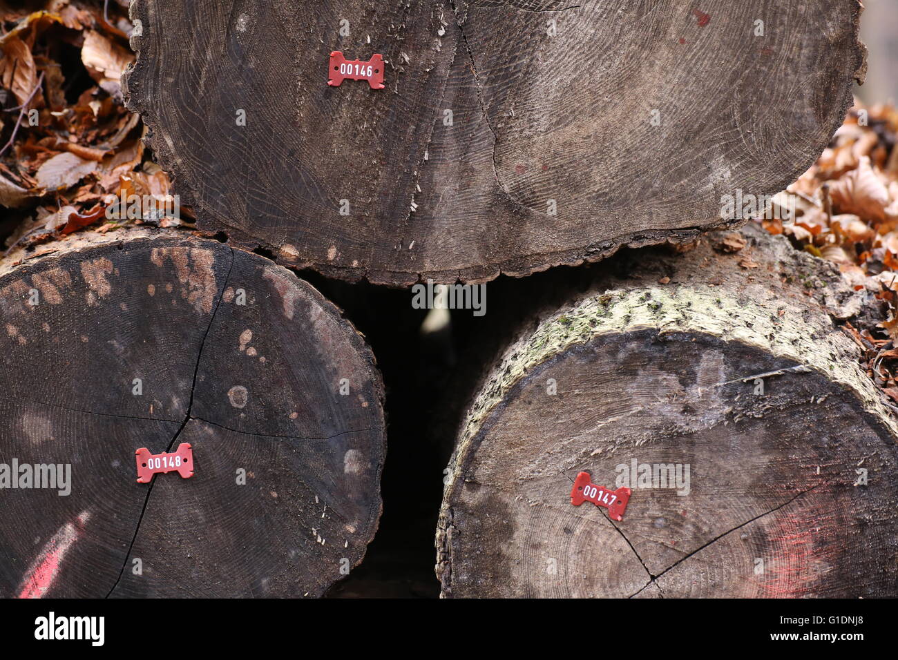 Wood processing plant hi-res stock photography and images - Alamy