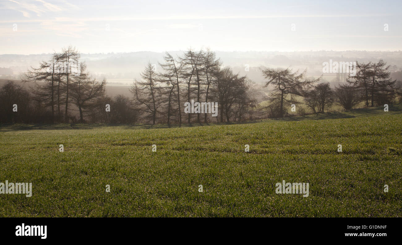 Looking over farmland and pine trees towards misty weaver hills ...