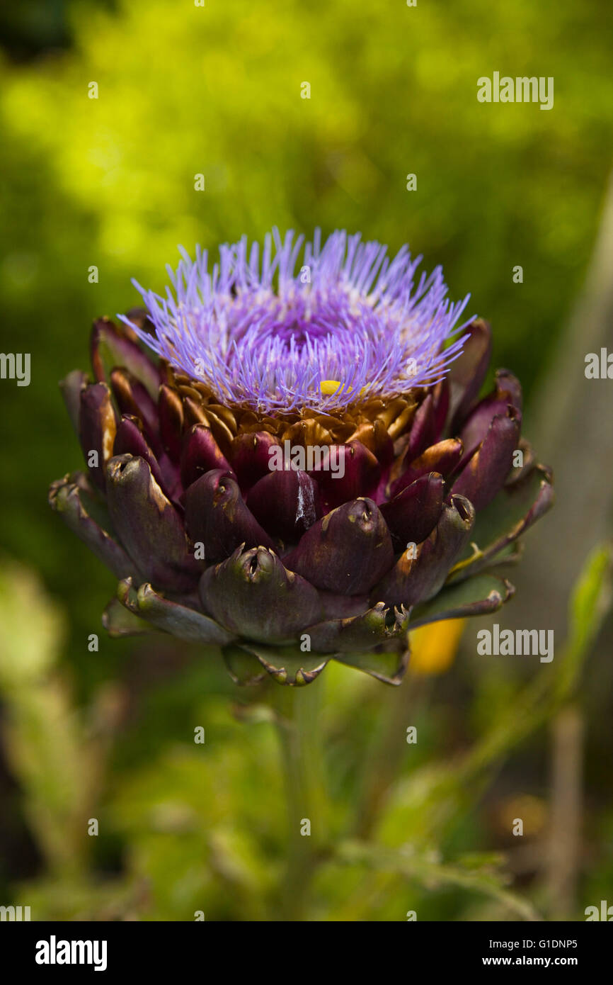 Cynara cardunculus flower head in bloom Stock Photo - Alamy