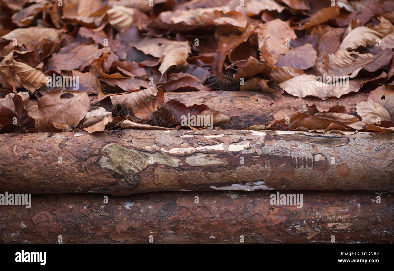 Leaves and wood in a beech forest Stock Photo - Alamy
