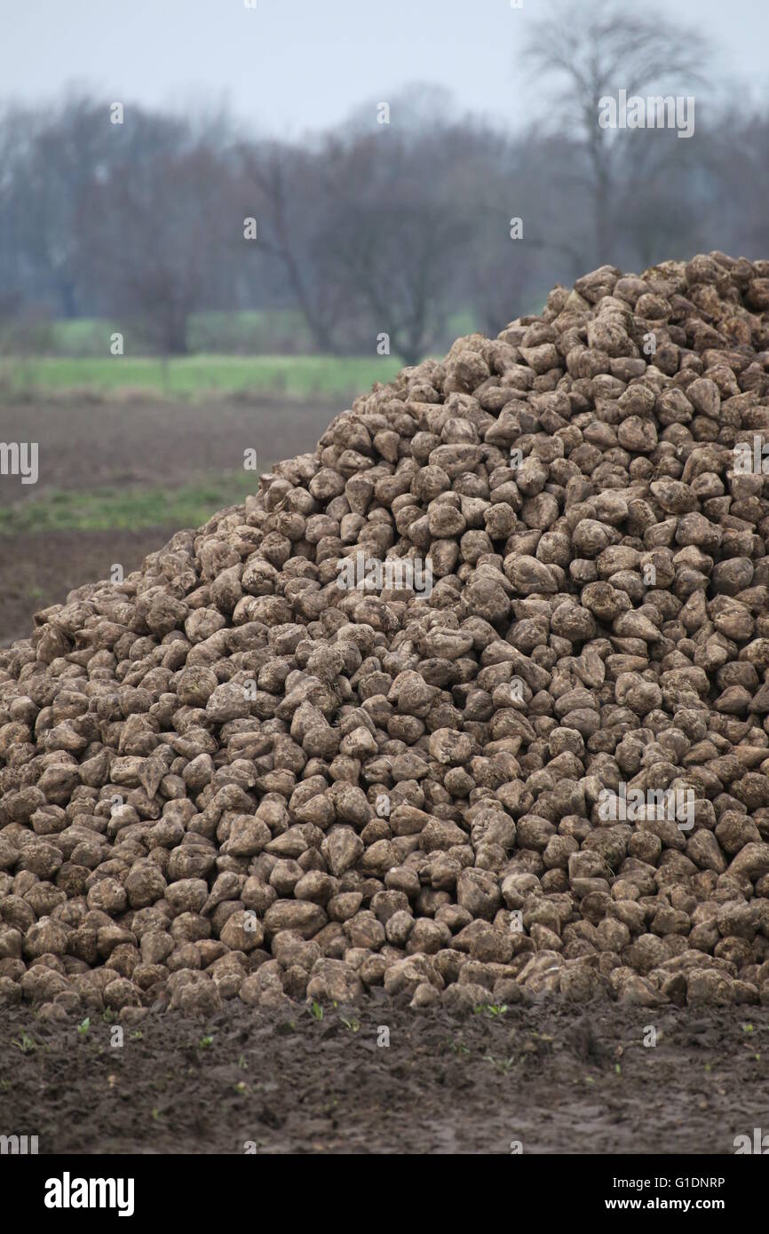 Common beet hi-res stock photography and images - Alamy