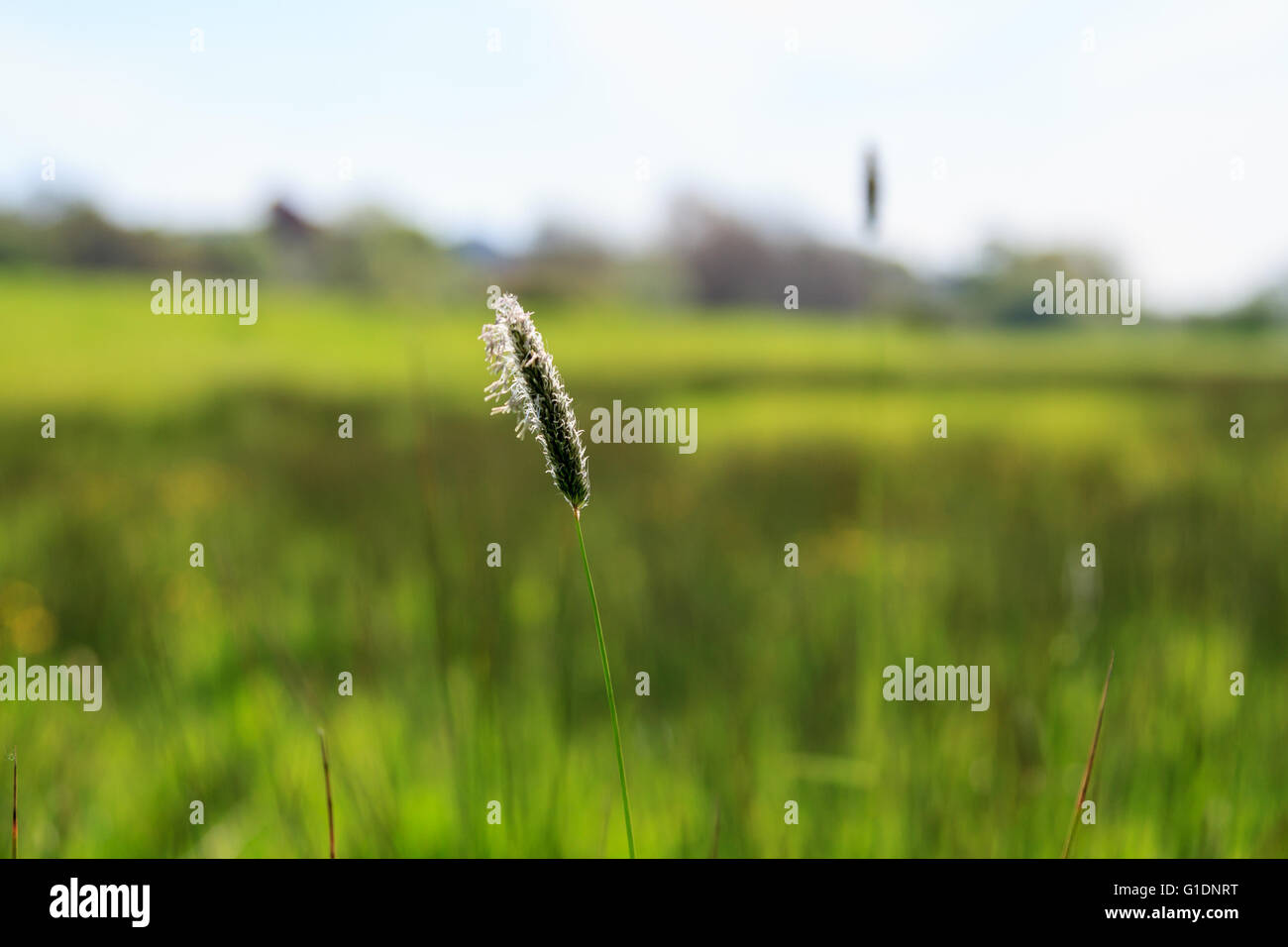 Grass, close up Stock Photo - Alamy