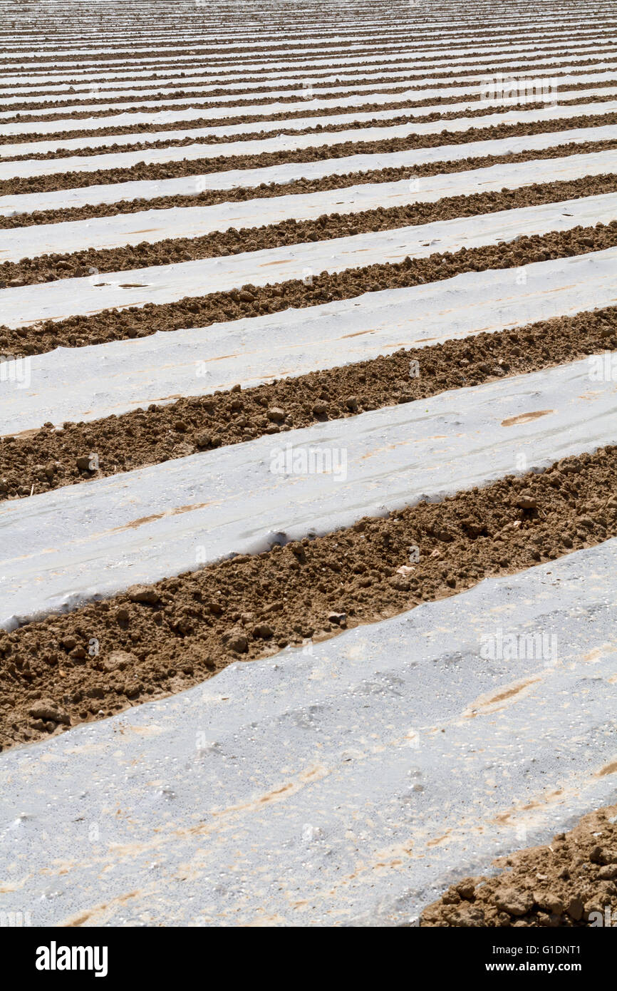 A field with polythene crop protection Stock Photo - Alamy