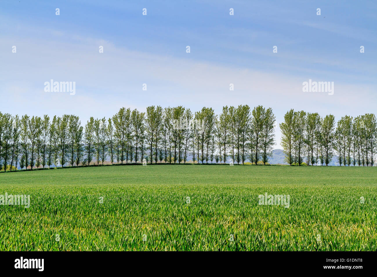 Trees on the horizon Stock Photo - Alamy