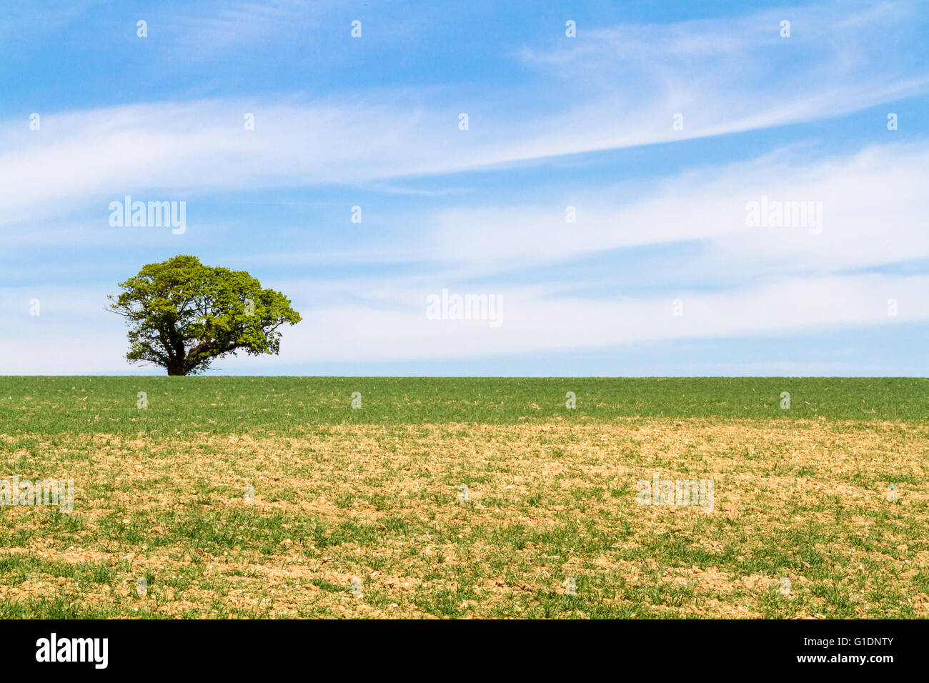 Lone tree in a field Stock Photo - Alamy