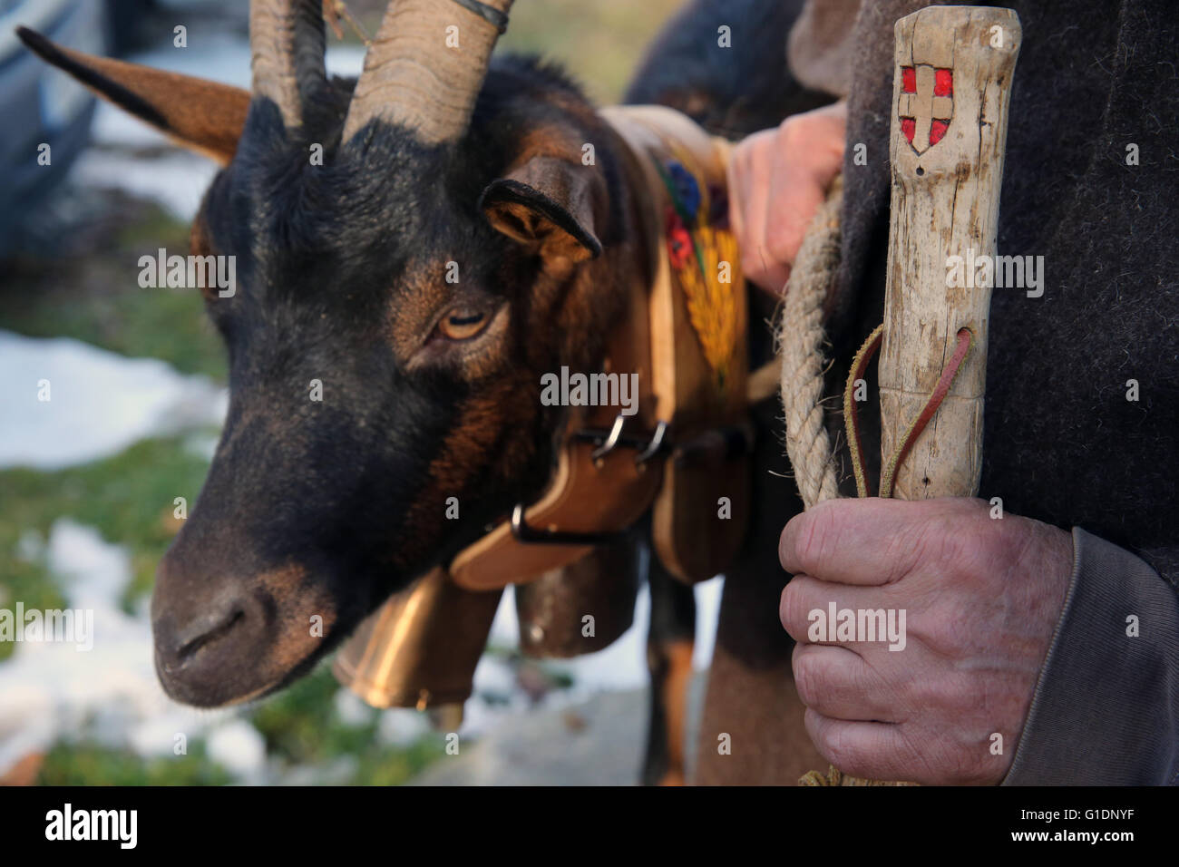 French goat hi-res stock photography and images - Alamy