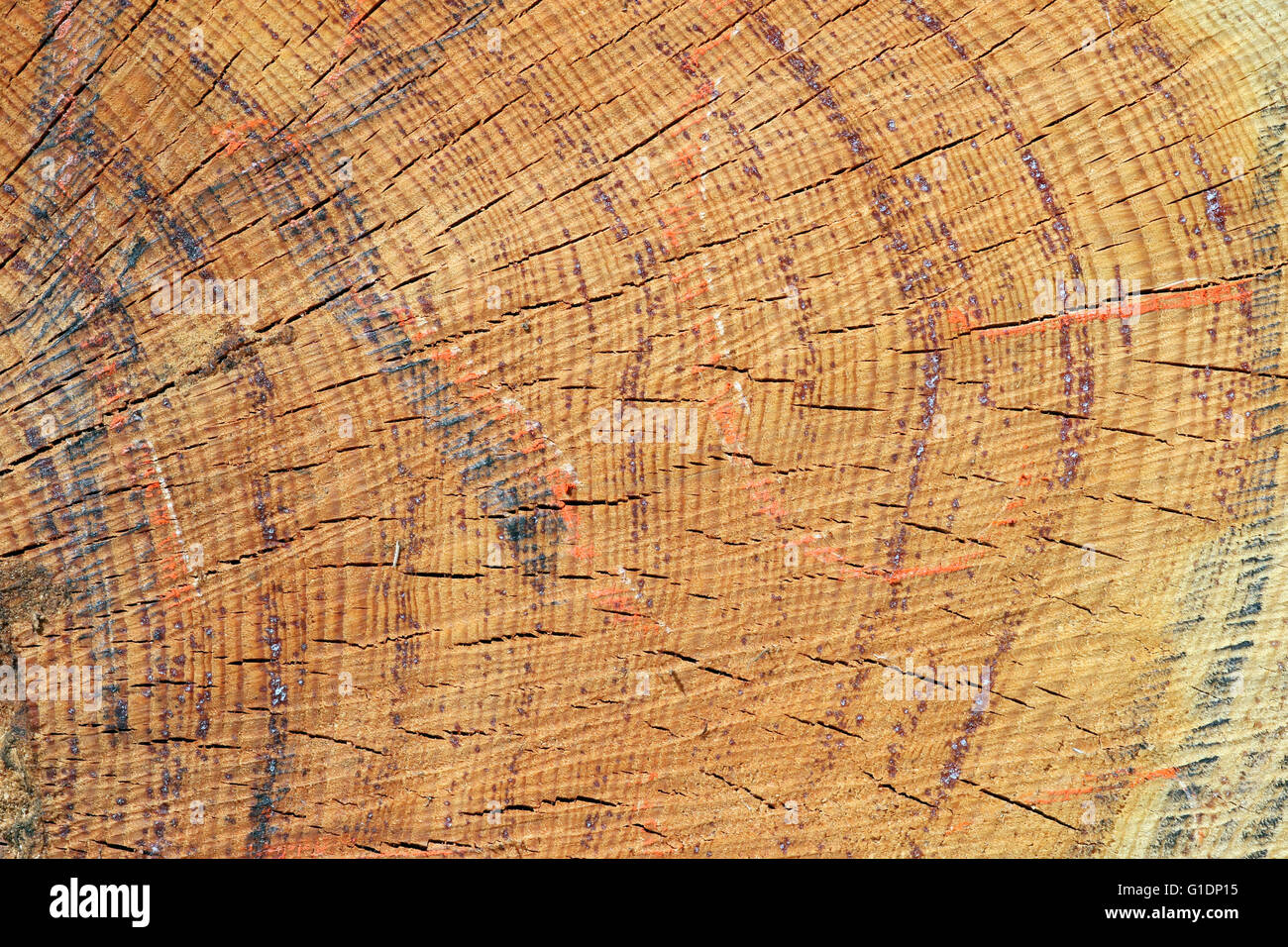 Tree trunk rings hi-res stock photography and images - Alamy