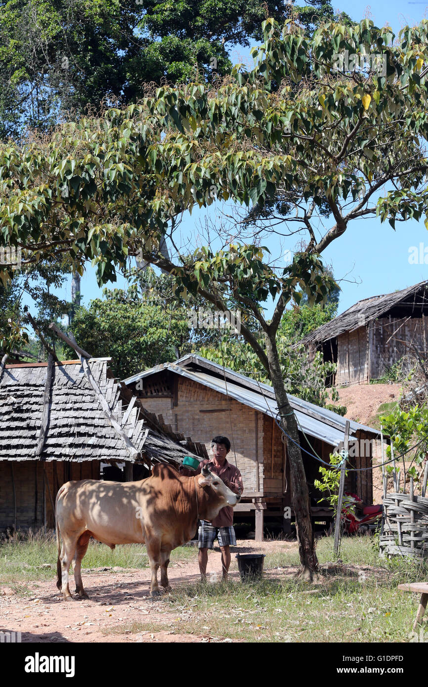 1 cow hi-res stock photography and images - Alamy