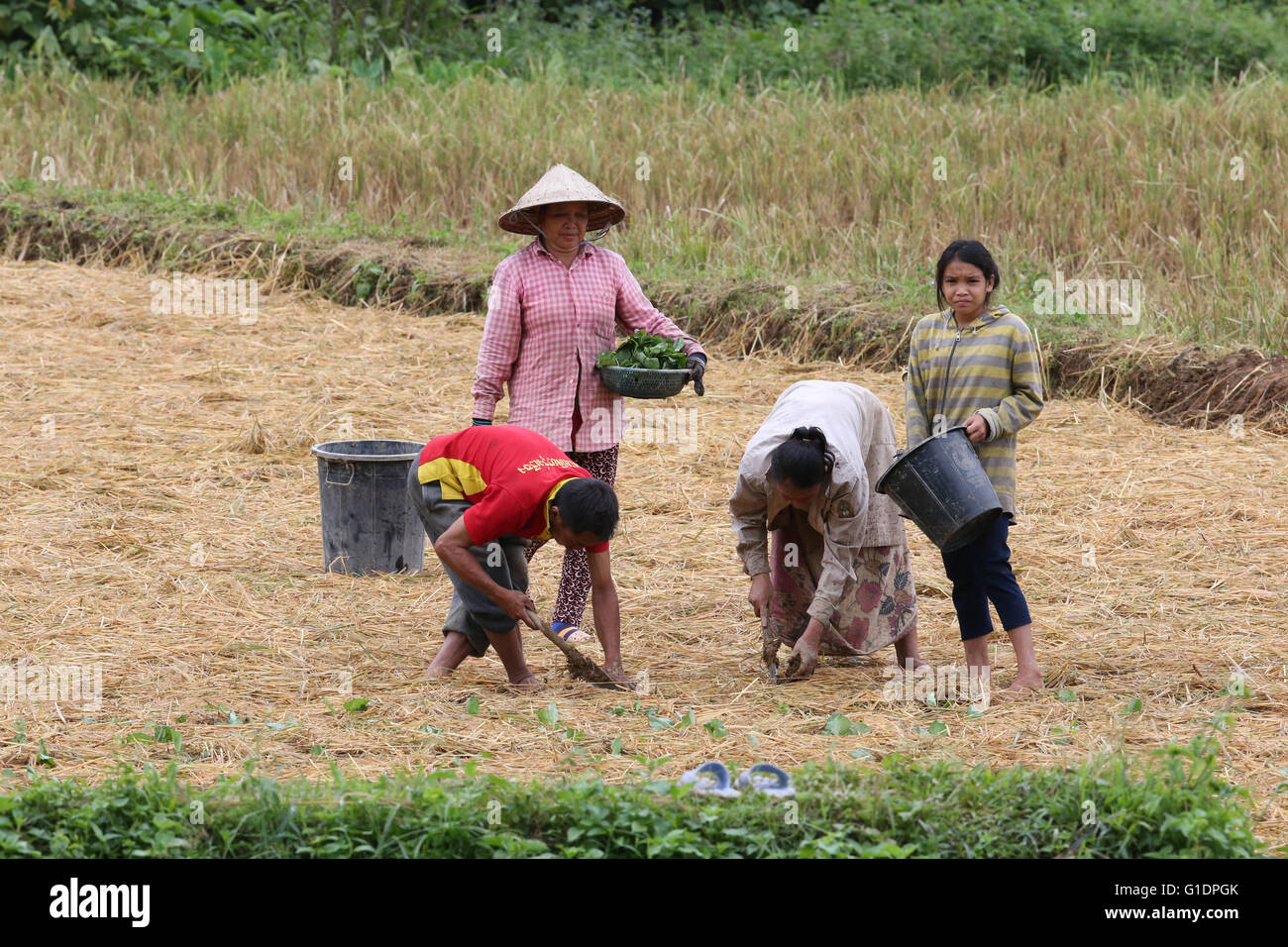 Lao farmers working in rural field. Vang Vieng. Laos Stock Photo - Alamy