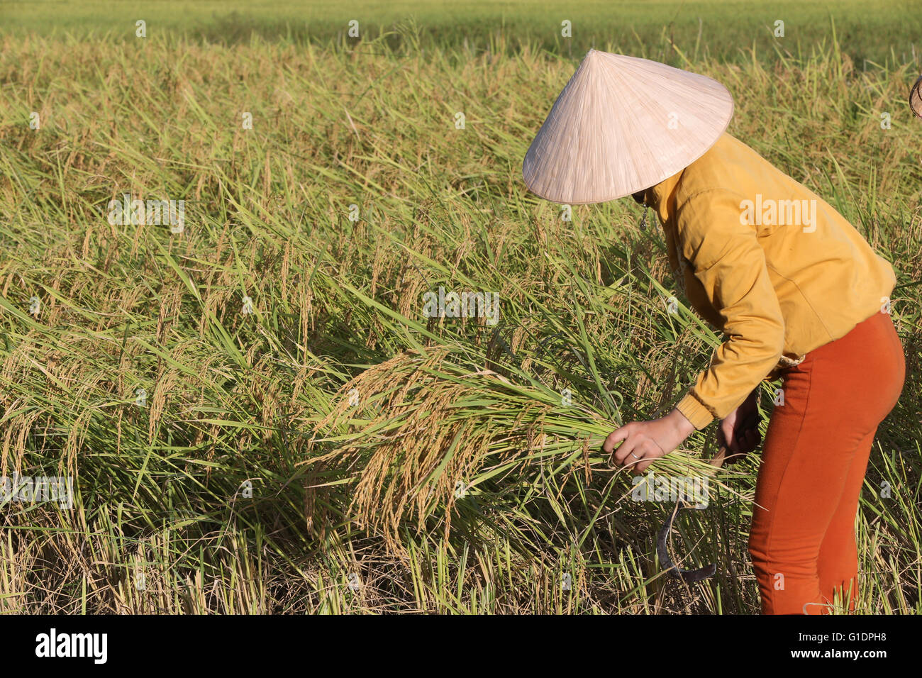Agriculture. Rice field. Lao farmer harvesting rice. Vang Vieng. Laos ...