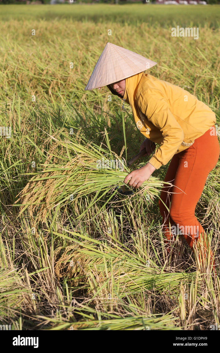 Agriculture. Rice field. Lao farmer harvesting rice. Vang Vieng. Laos ...
