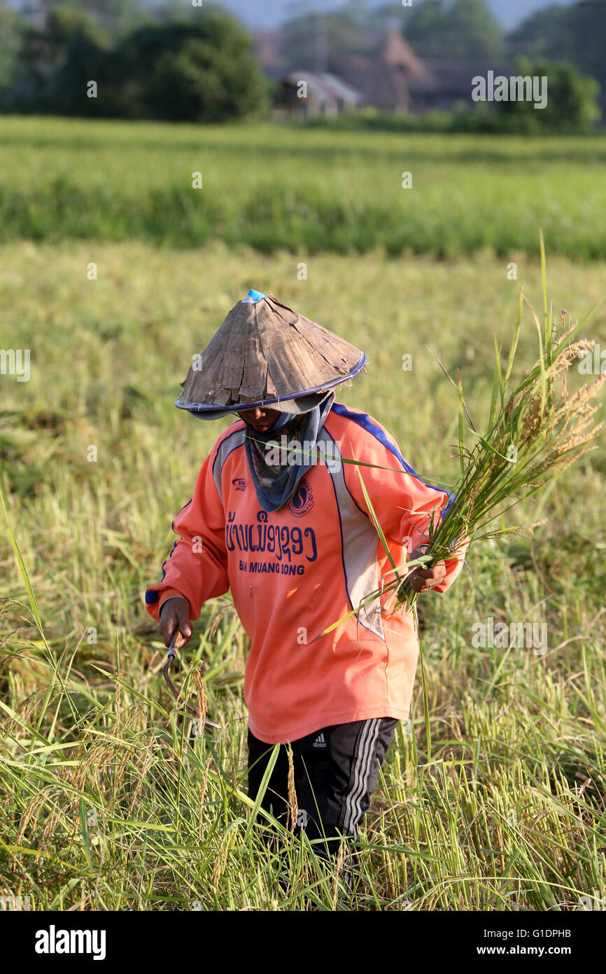 Agriculture. Rice field. Lao farmer harvesting rice. Vang Vieng. Laos ...