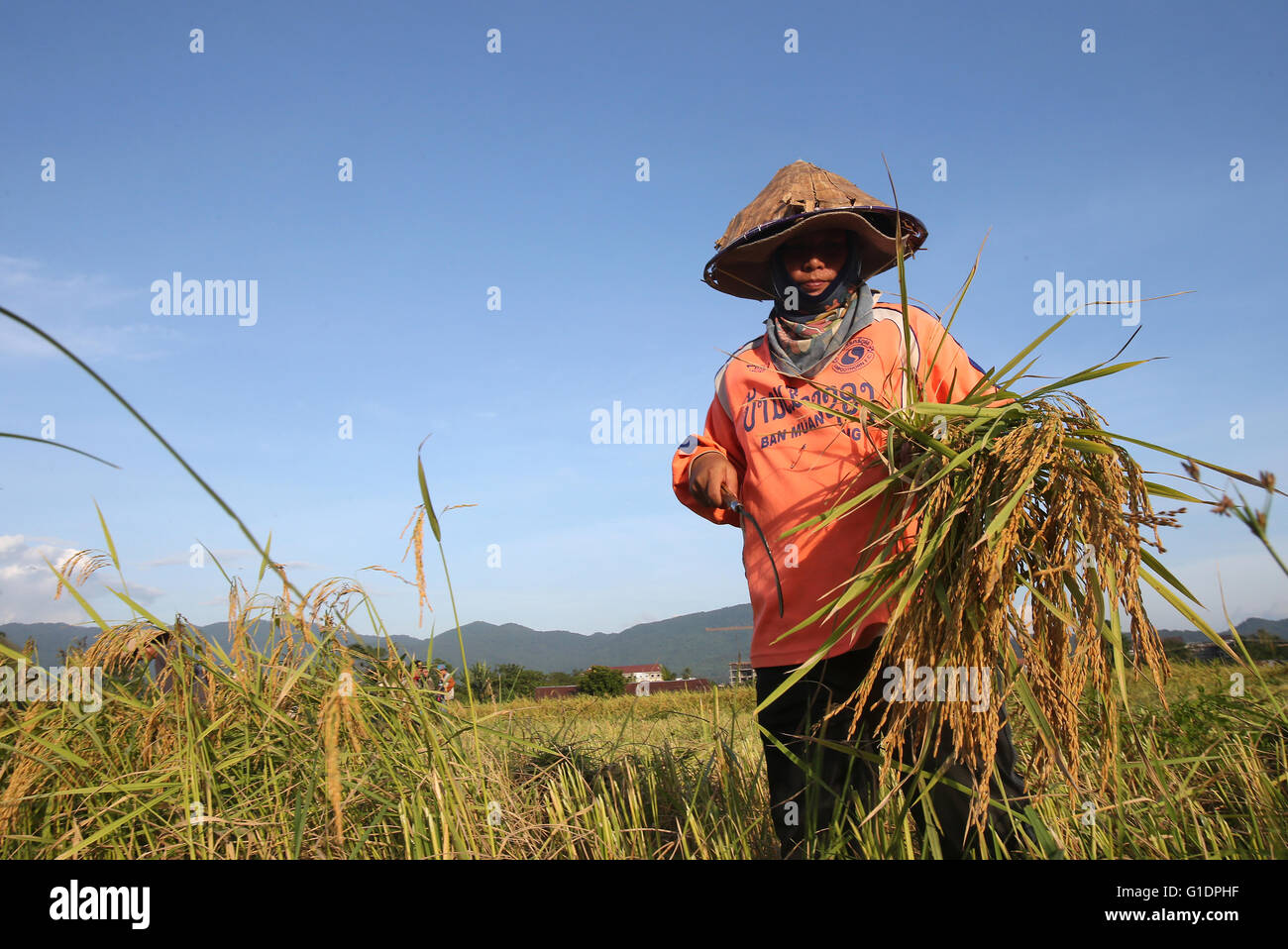 Laos rice harvest worker hi-res stock photography and images - Alamy