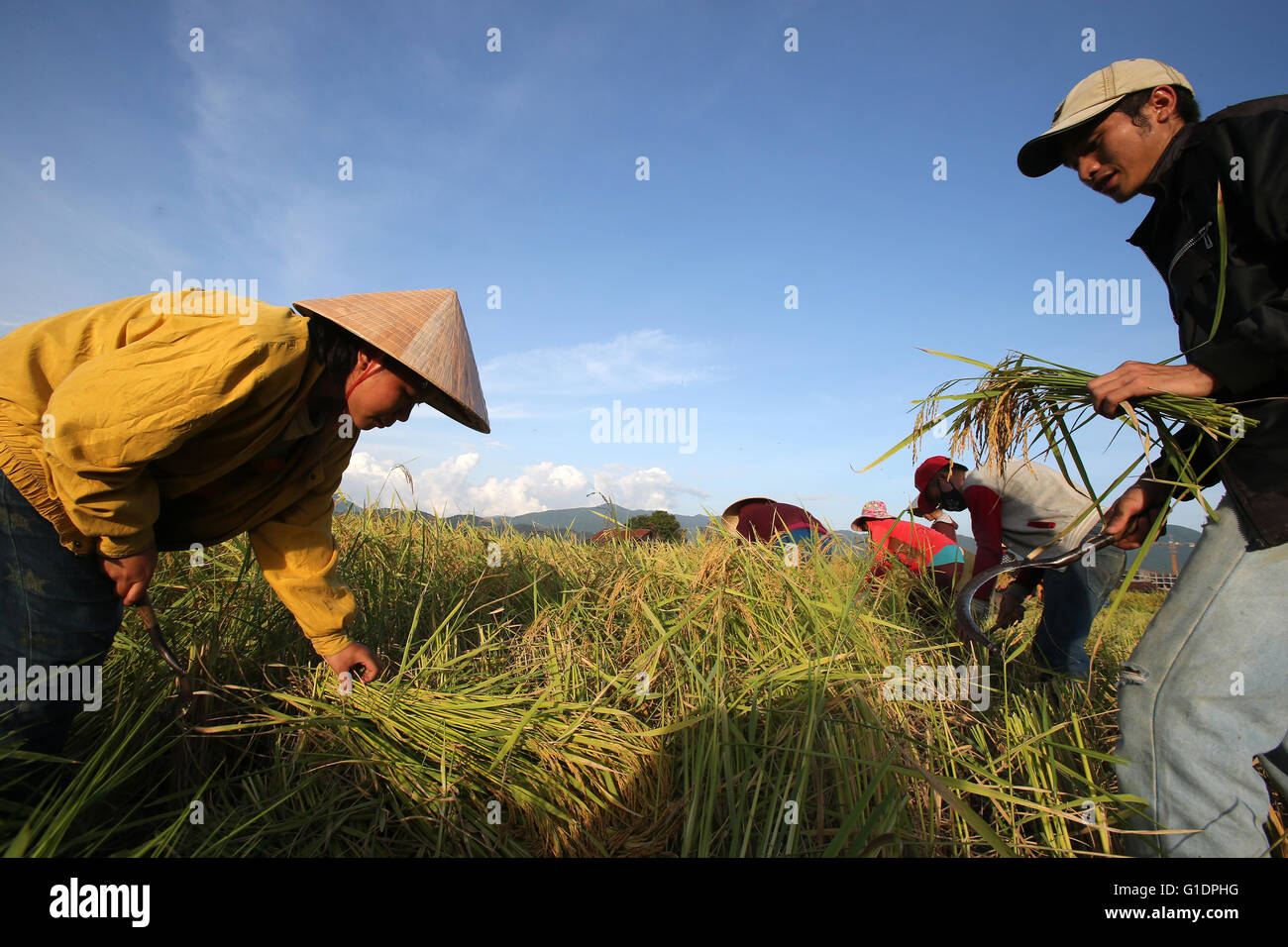 Agriculture. Rice field. Lao farmers harvesting rice. Vang Vieng. Laos ...