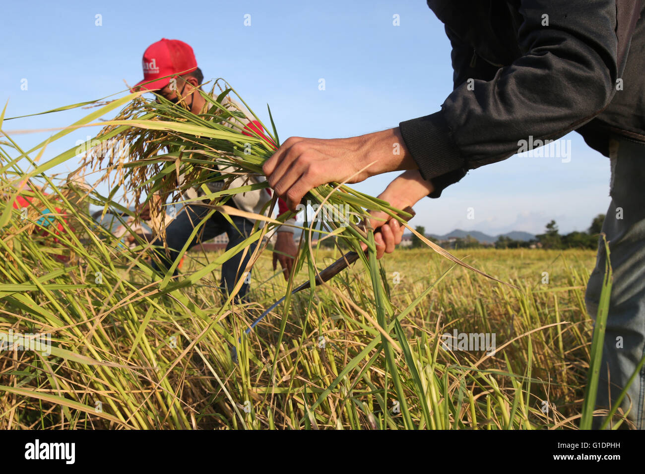 Agriculture. Rice field. Lao farmers harvesting rice. Vang Vieng. Laos ...