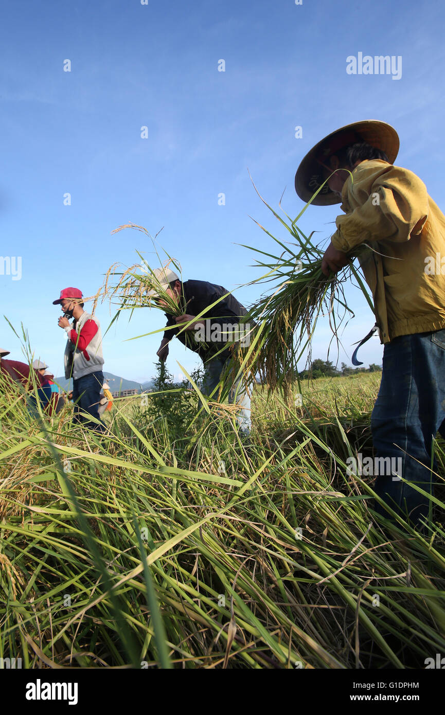 Agriculture. Rice field. Lao farmers harvesting rice. Vang Vieng. Laos ...
