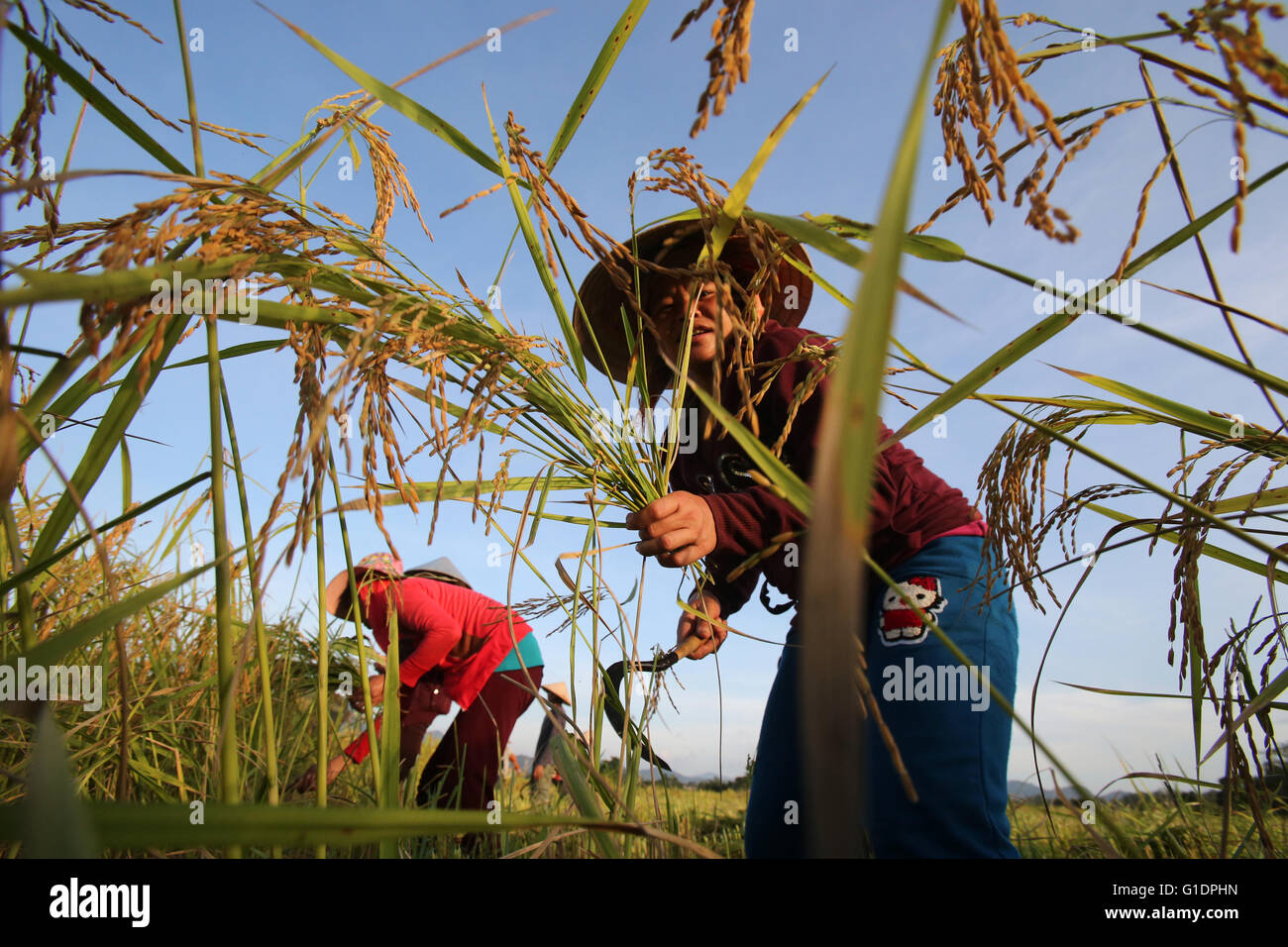 Agriculture. Rice field. Lao farmer harvesting rice. Vang Vieng. Laos ...