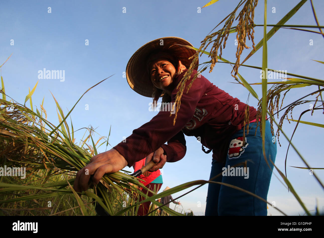 Lao farmer harvesting rice hi-res stock photography and images - Alamy