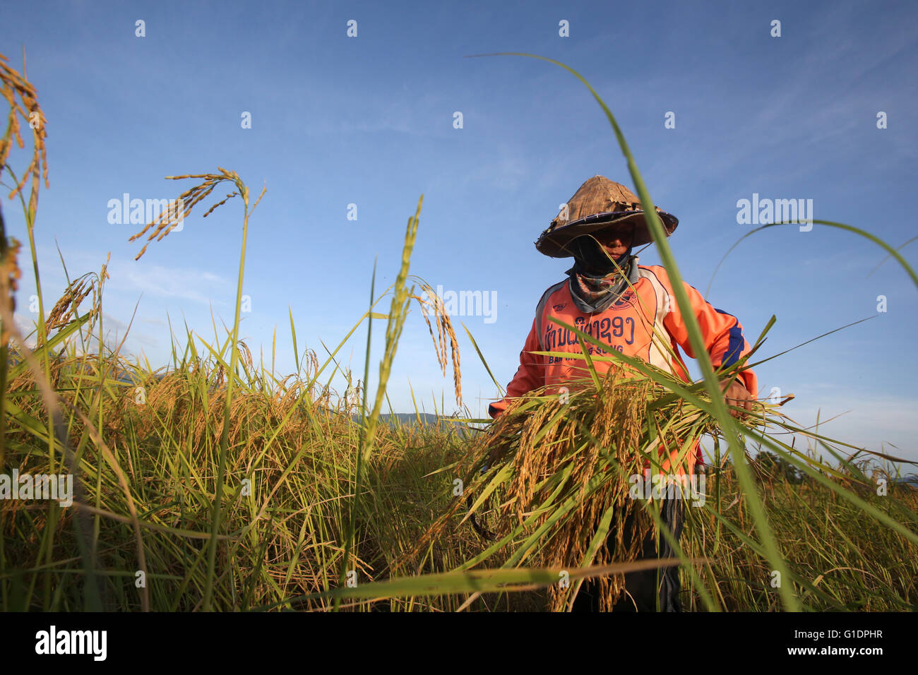 Agriculture. Rice field. Lao farmer harvesting rice. Vang Vieng. Laos ...