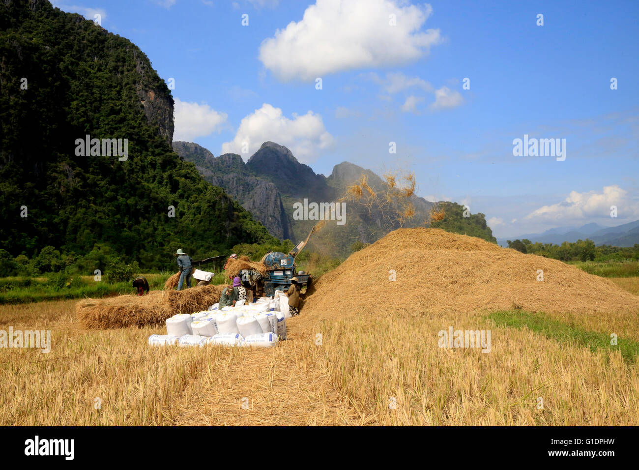Agriculture. Rice field. Lao farmers harvesting rice in rural lanscape ...