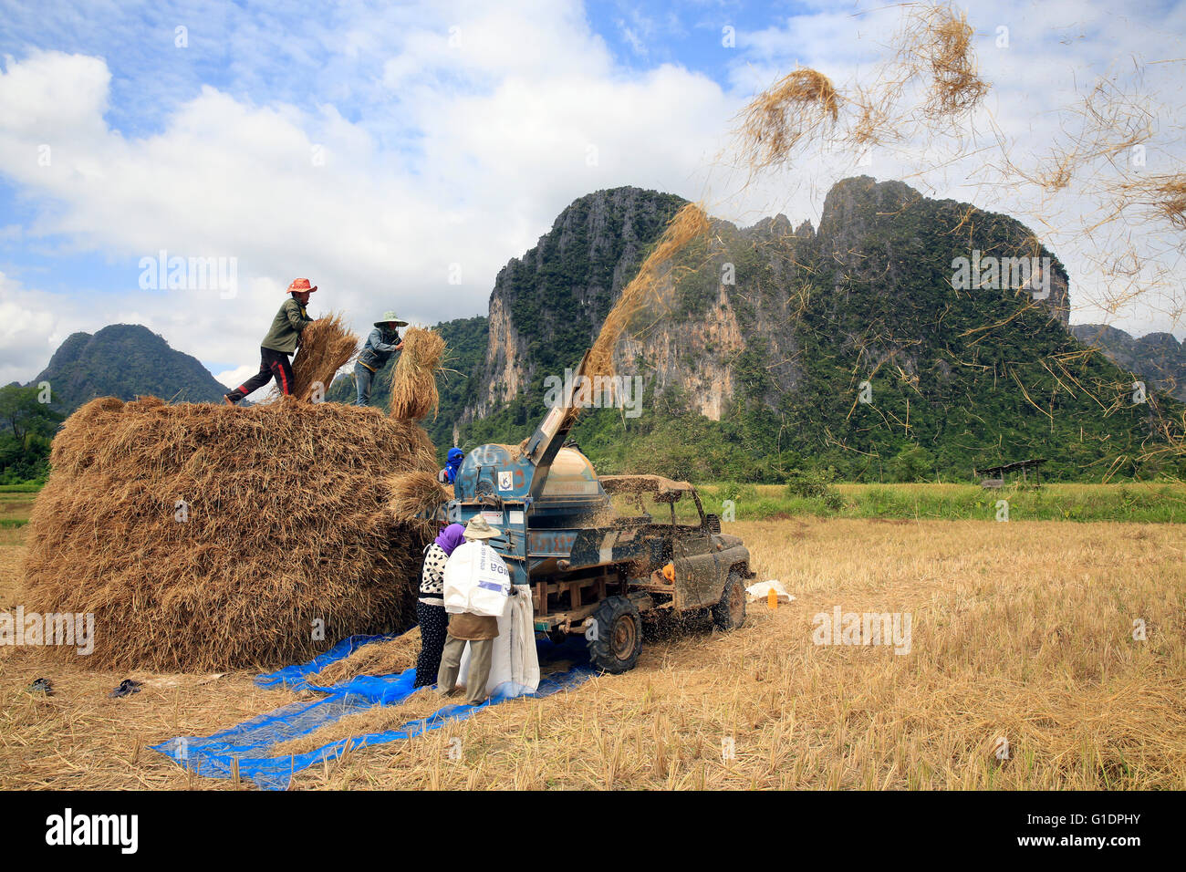 Agriculture. Rice field. Lao farmers harvesting rice in rural lanscape ...
